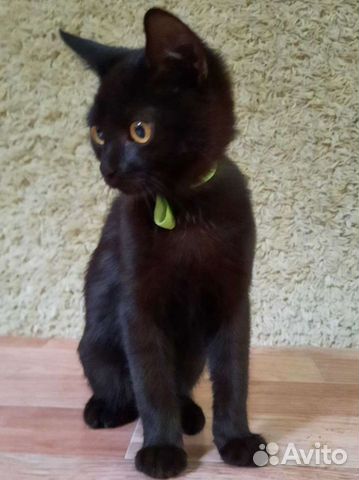 Отдам в хорошие руки 4 черных котенка