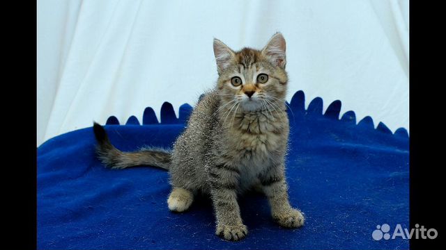 Которебенок в добрые руки