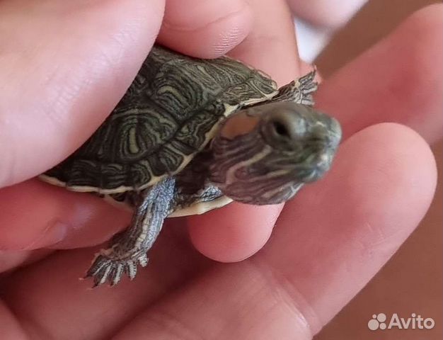 Черепашки карликовые