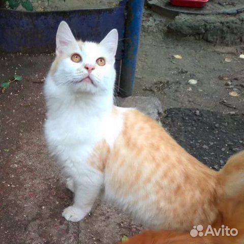 Отдам в добрые руки