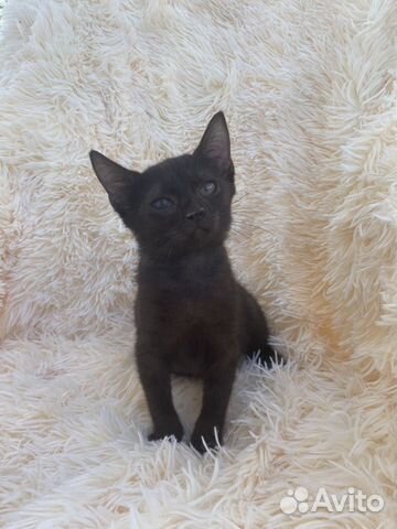 Котенок Багира разнозглая Бурманская кошка