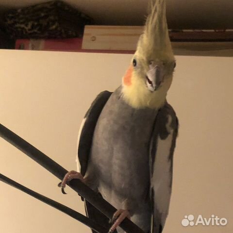 Карелла мальчик 3 года