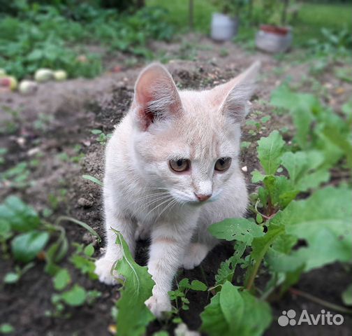 Котенок (мальчик 3 месяца) в добрые руки