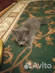 Котята в добрые руки бесплатно