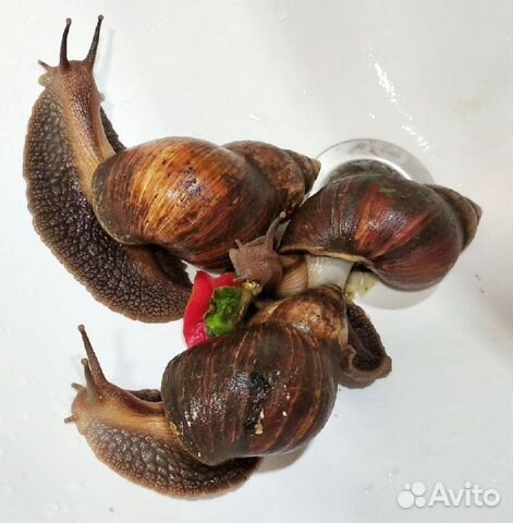 Отдам даром улиток ахатин