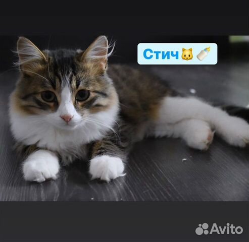 Красивые и игривые котята в добрые руки