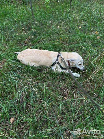 Адель в добрые руки