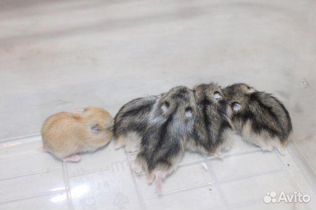 Джунгарские хомячки стандарт.мерль, бурундук