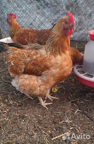 Кучинские молодки несушки