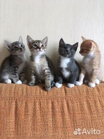 Маленькая кошечка в дар