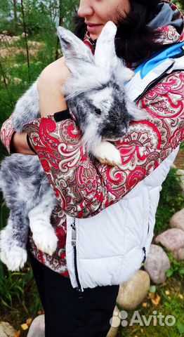 Кролик В добрые руки (даром)