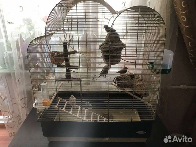 Зебровые амадины 4 самки и 4 самца в клетке