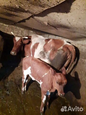 Корова дойная
