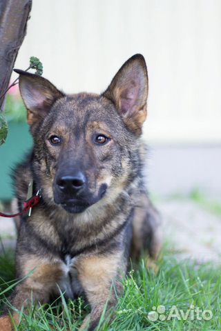 Шикарный пес пропадает в приюте