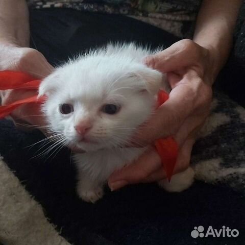 Вислоухие голубоглазые британцы