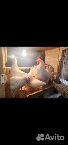Куры Мини леггорн