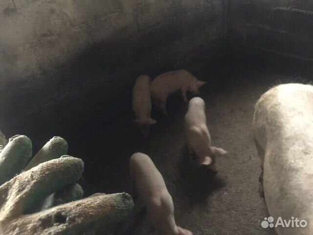 Поросята