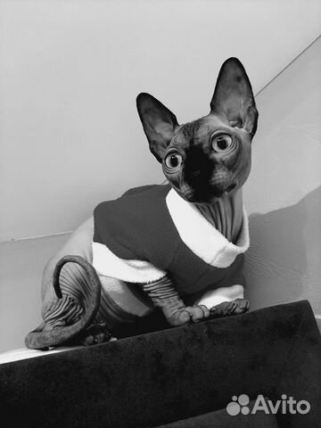 Канадский сфинкс