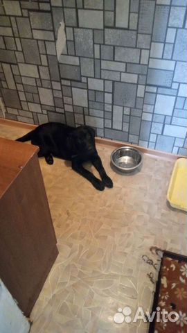Продаю собаку