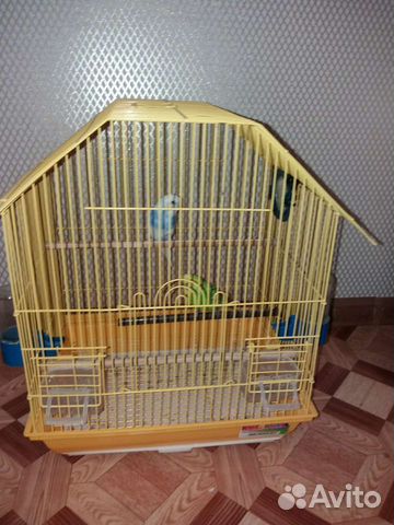 Волнистые попугаи