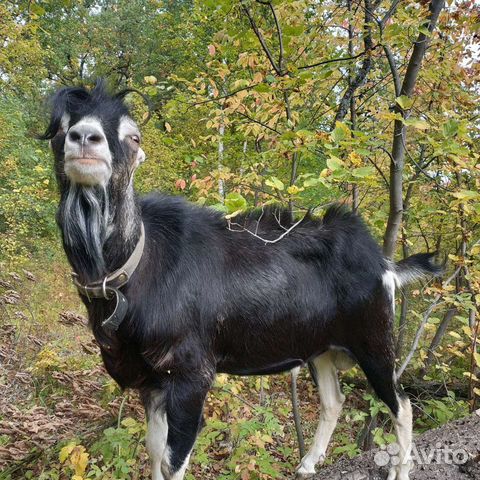 Козел ламанча