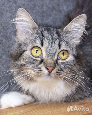 Особенная кошечка в добрые руки