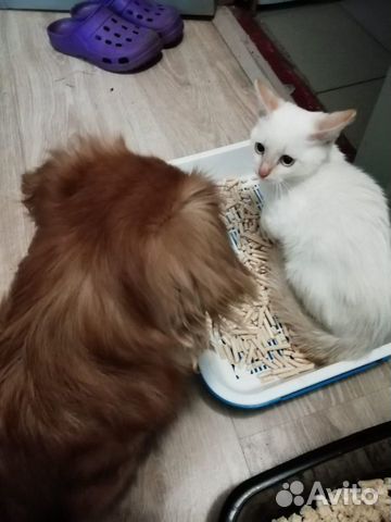 Котенок котик кот в дар бесплатно добрые руки