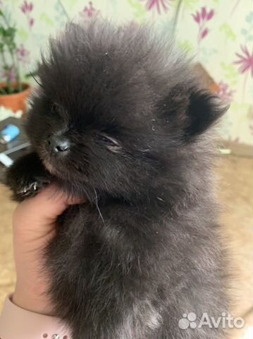 Померанский шпиц девочка