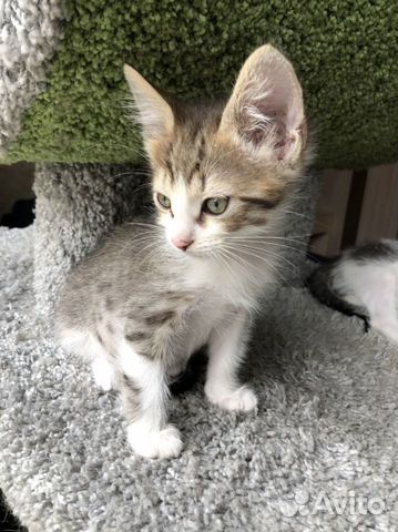Котенок котик в дар бесплатно добрые руки