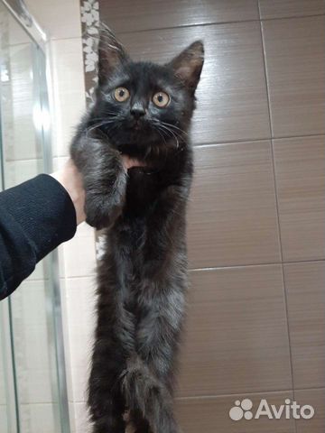 Ласковый котенок