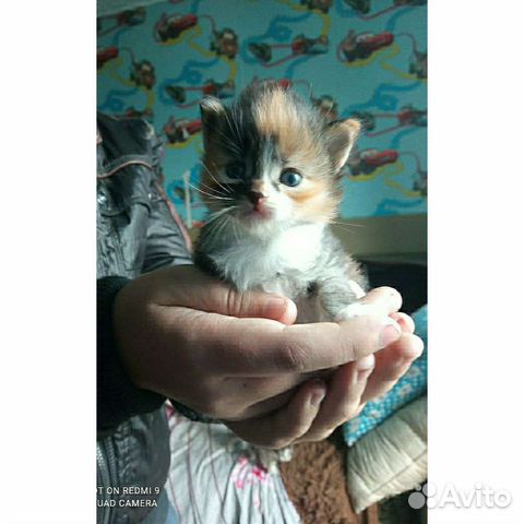Котенок девочка трехцветная 2 недели