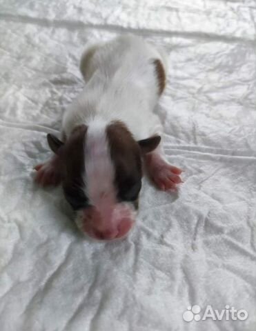 Замечательные малыши папийоны