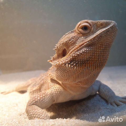 Бородатая агама