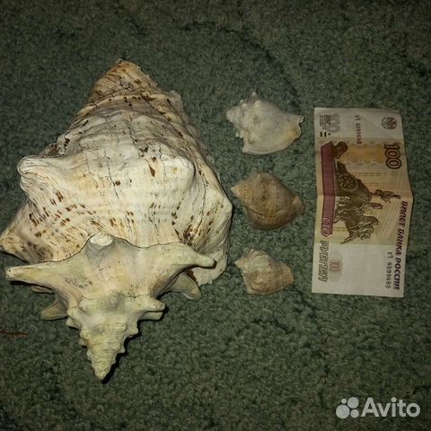 Большая морская ракушка
