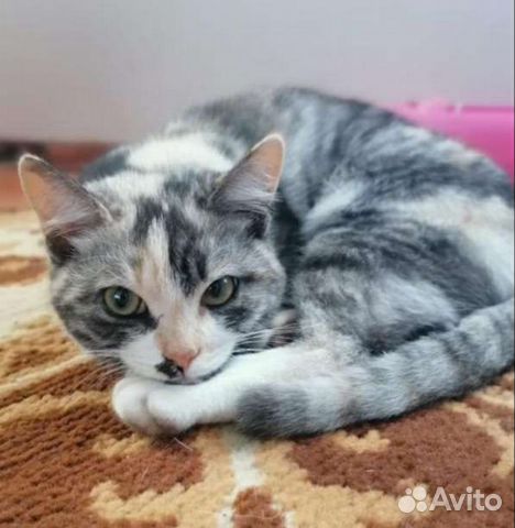 Котенок метис Скоттиш страйт в добрые руки