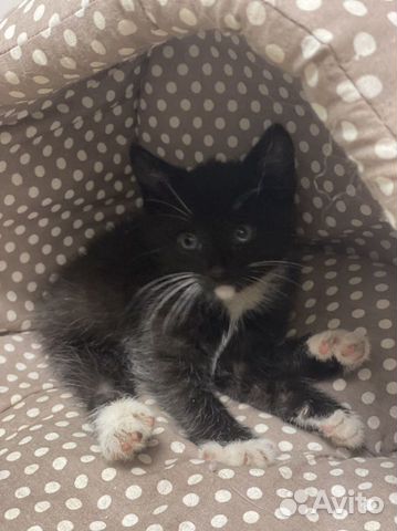 Элитный дворянин