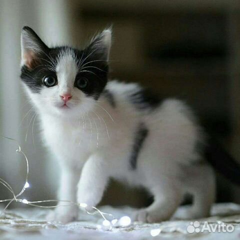 Дворняжки котята