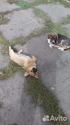 Щенки кавказской овчарки