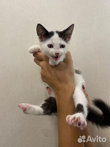 Котенок "в шапочке"