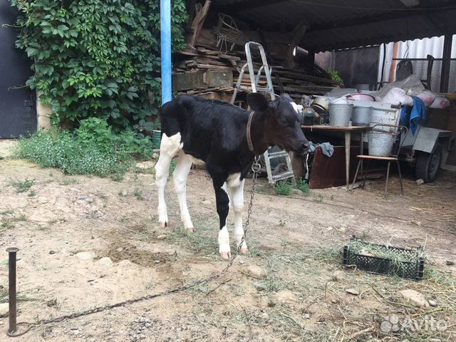 Корова телка