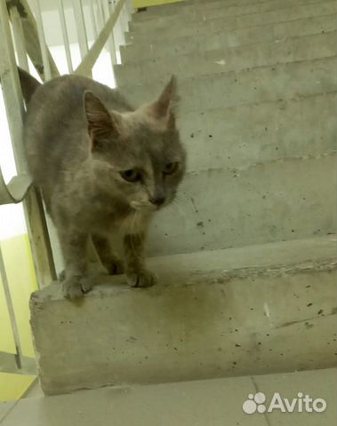 Ищем хозяина для кошечки