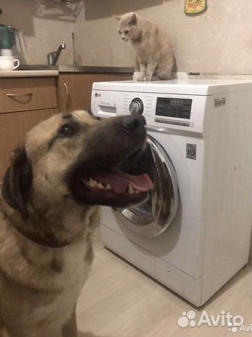 Стёпа ищет дом