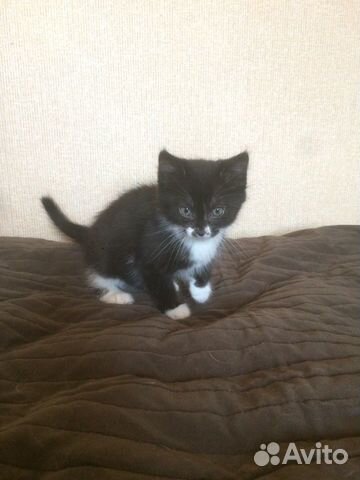 Девочка Плюшка в добрые руки