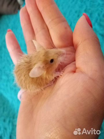 Мышь декоративная