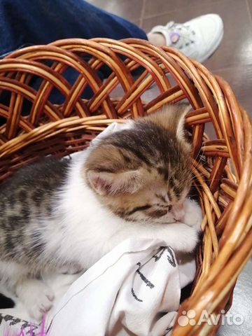 Котик бесплатно в добрые руки