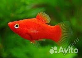 Пара пецилий