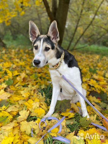 Красавица собака ждет хозяев