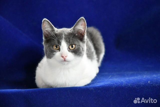 Кошечка-метис шотландца (3 мес.)