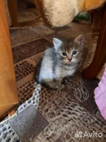 Кошка в дар