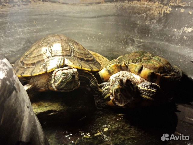 Красноухая черепаха